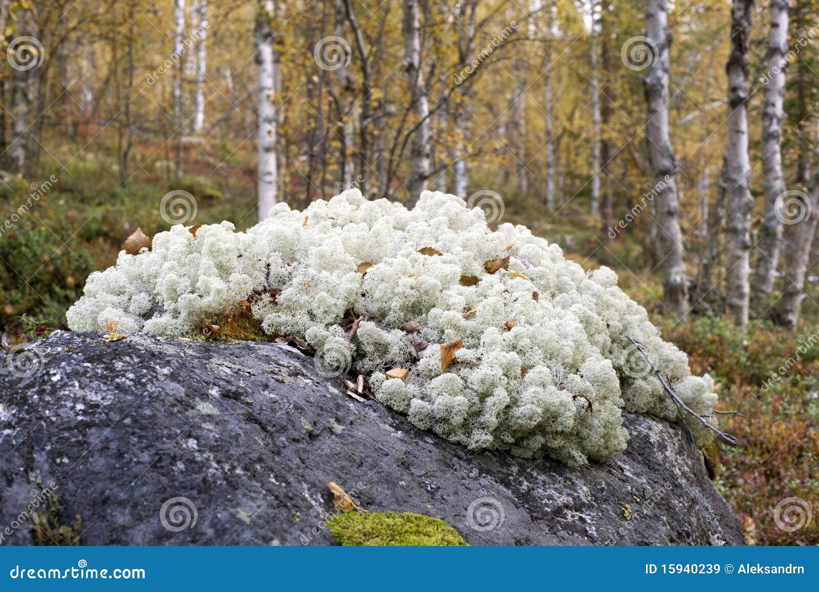 Reindeer moss stock image. Image of reindeer, tranquil - 15940239