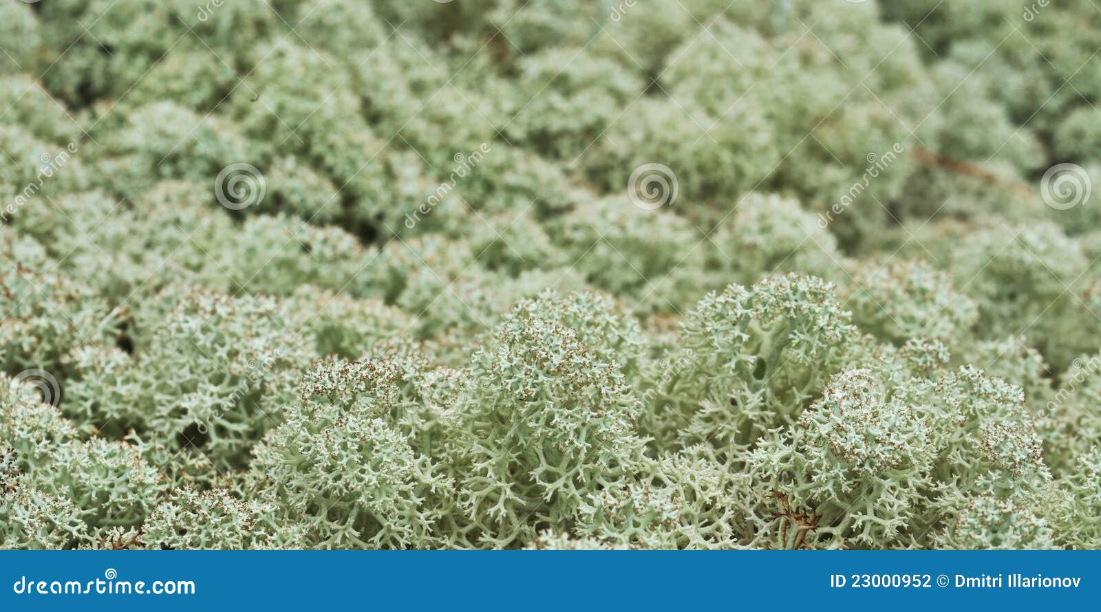 Reindeer moss stock photo. Image of arctic, taiga, white - 23000952