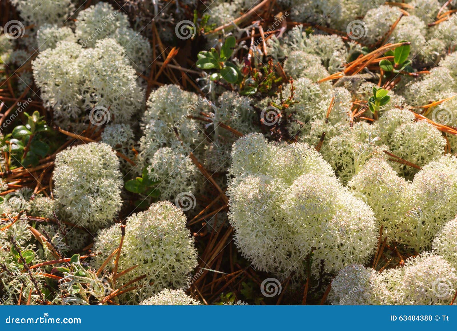 Reindeer moss stock photo. Image of moss, outdoors, lichens - 63404380