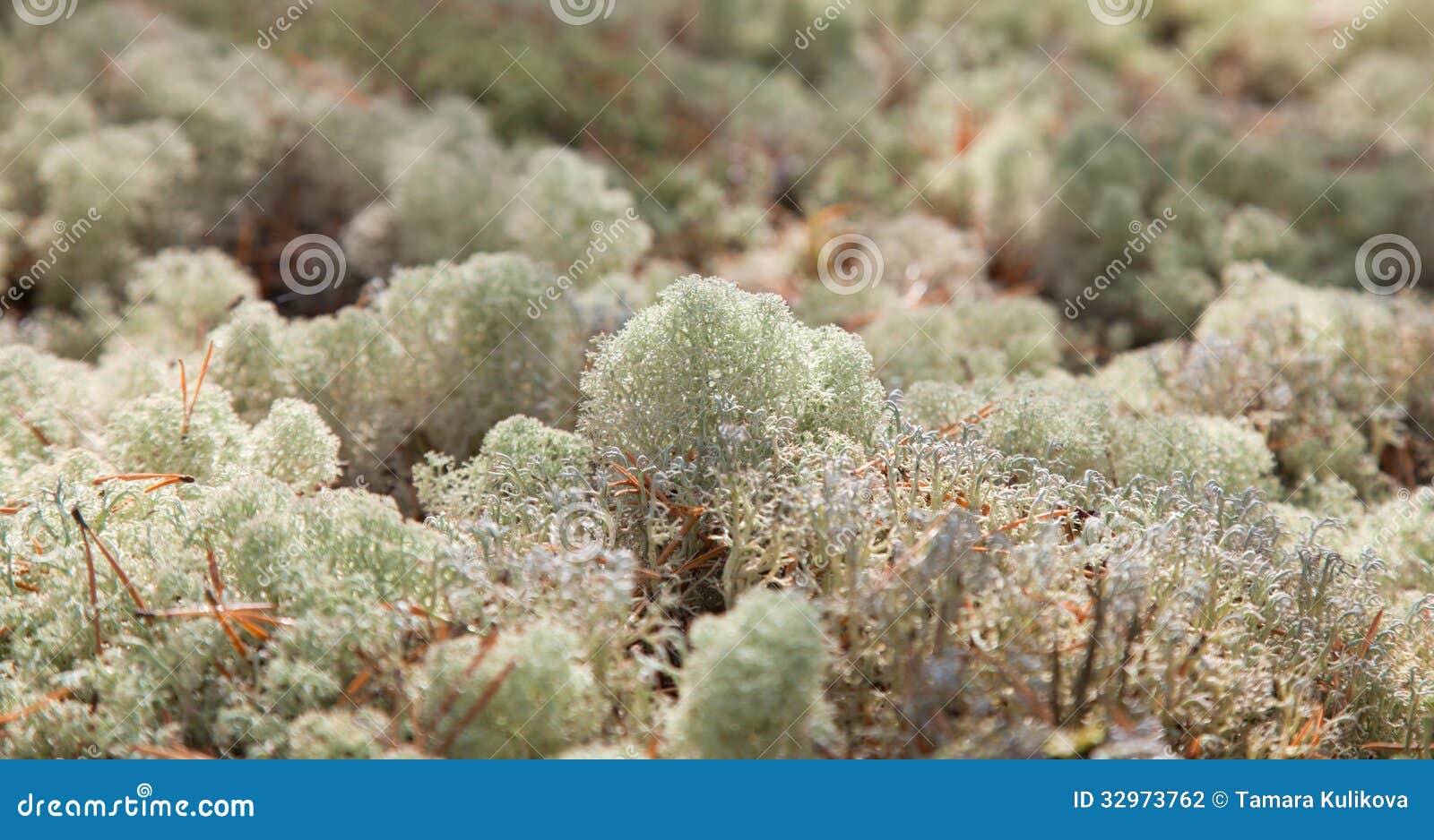 Reindeer moss stock photo. Image of clump, extremely - 32973762