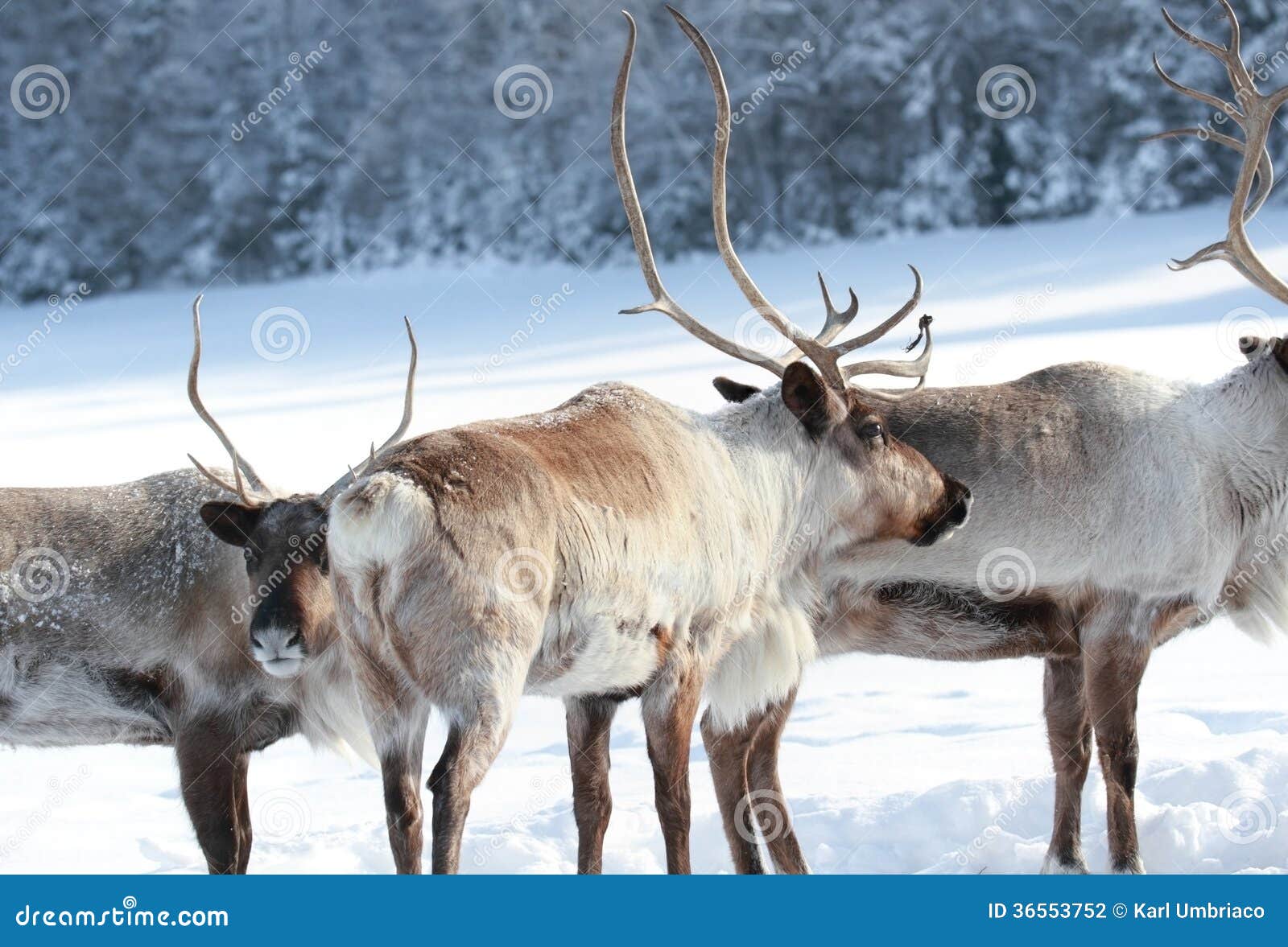Reindeer in nature stock photo. Image of snow, winter - 36553752