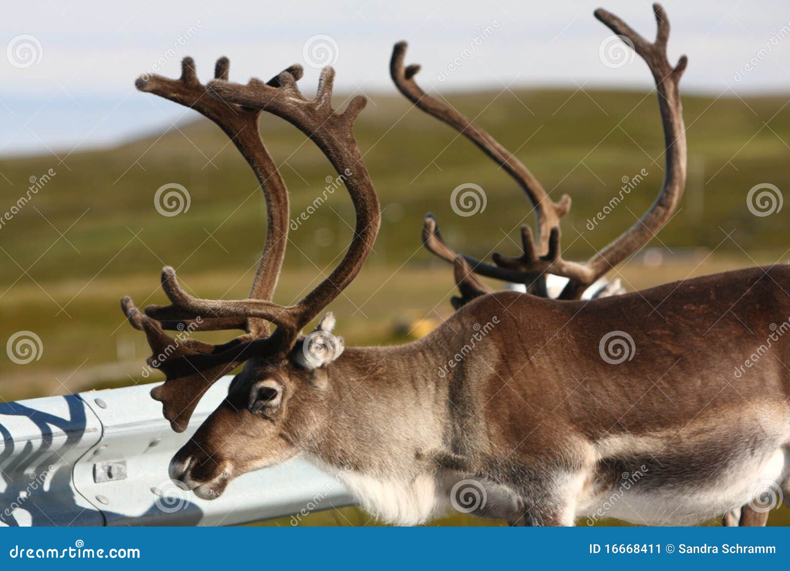 Reindeer in Norway stock image. Image of antlers, game - 16668411