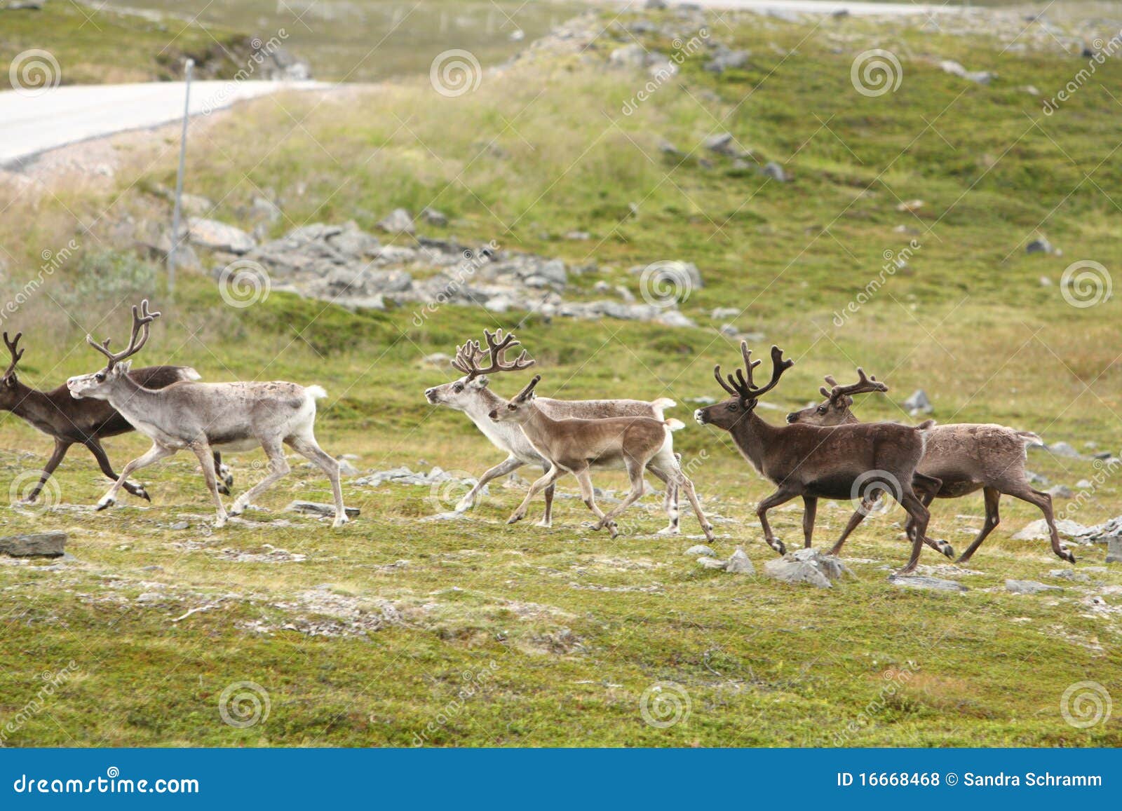 Reindeer in Norway stock photo. Image of mammal, reindeer - 16668468