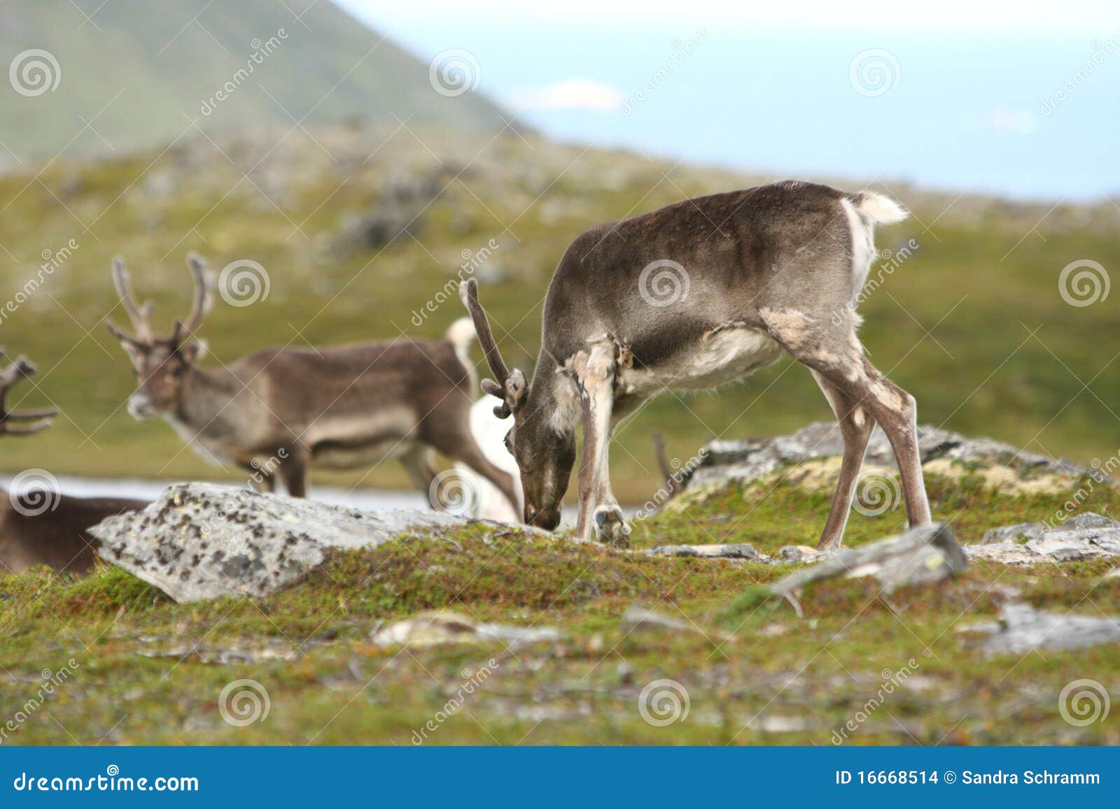 Reindeer in Norway stock photo. Image of mountain, antlers - 16668514
