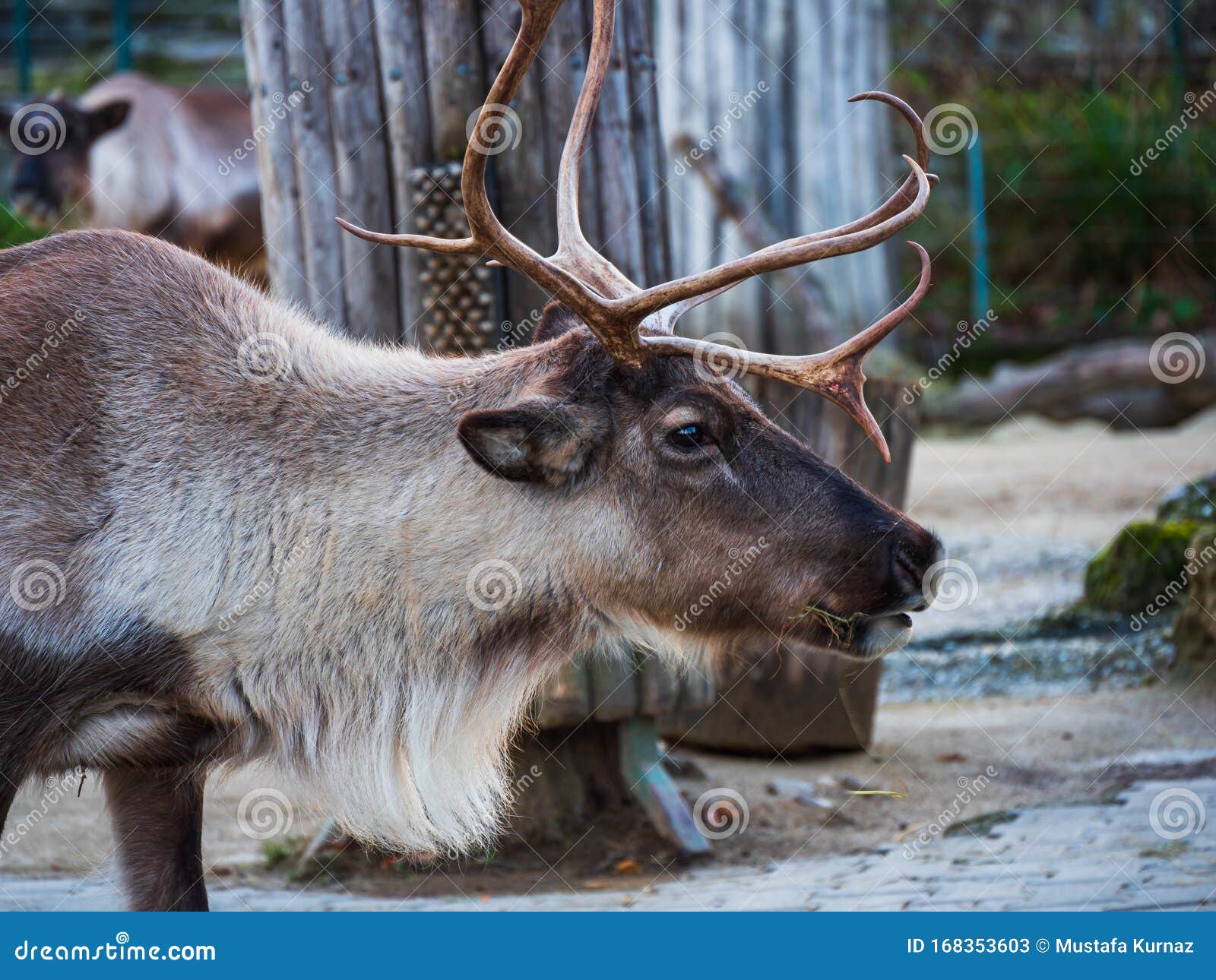 Reindeer In The Park Skansen On The Island Of Djurgarden. Deer ...