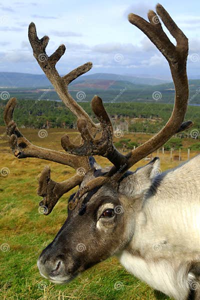 Reindeer portrait stock image. Image of external, face - 4161201
