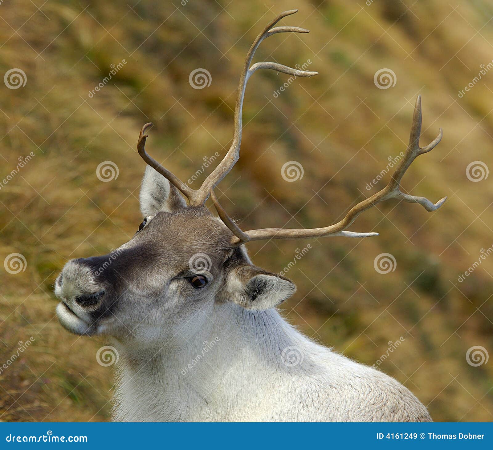 Reindeer portrait stock image. Image of face, looking - 4161249