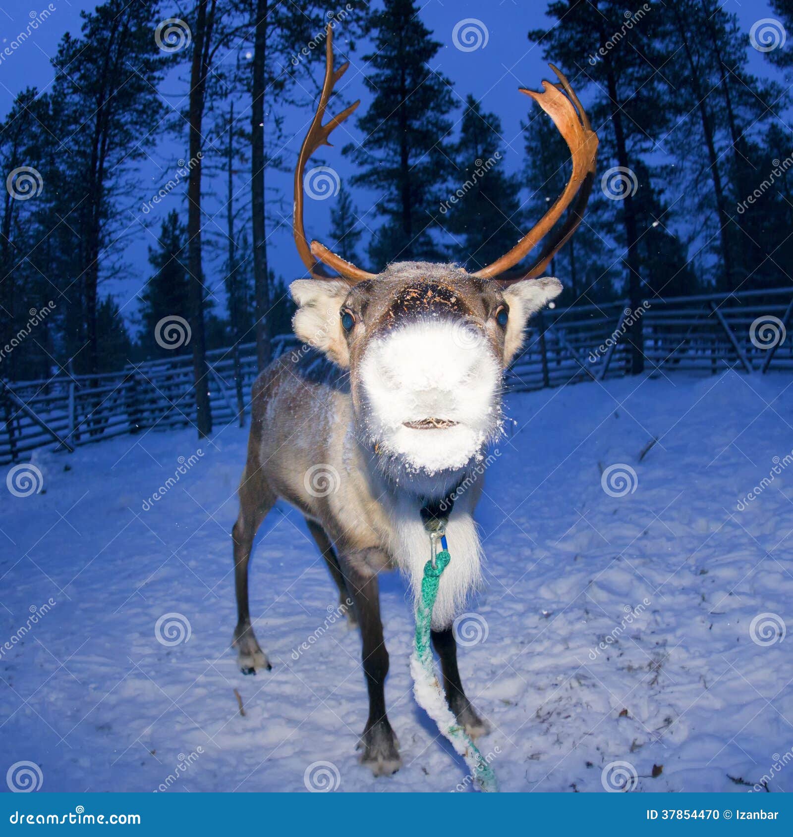 Reindeer Portrait in Winter Snow Time Stock Photo - Image of mammal ...