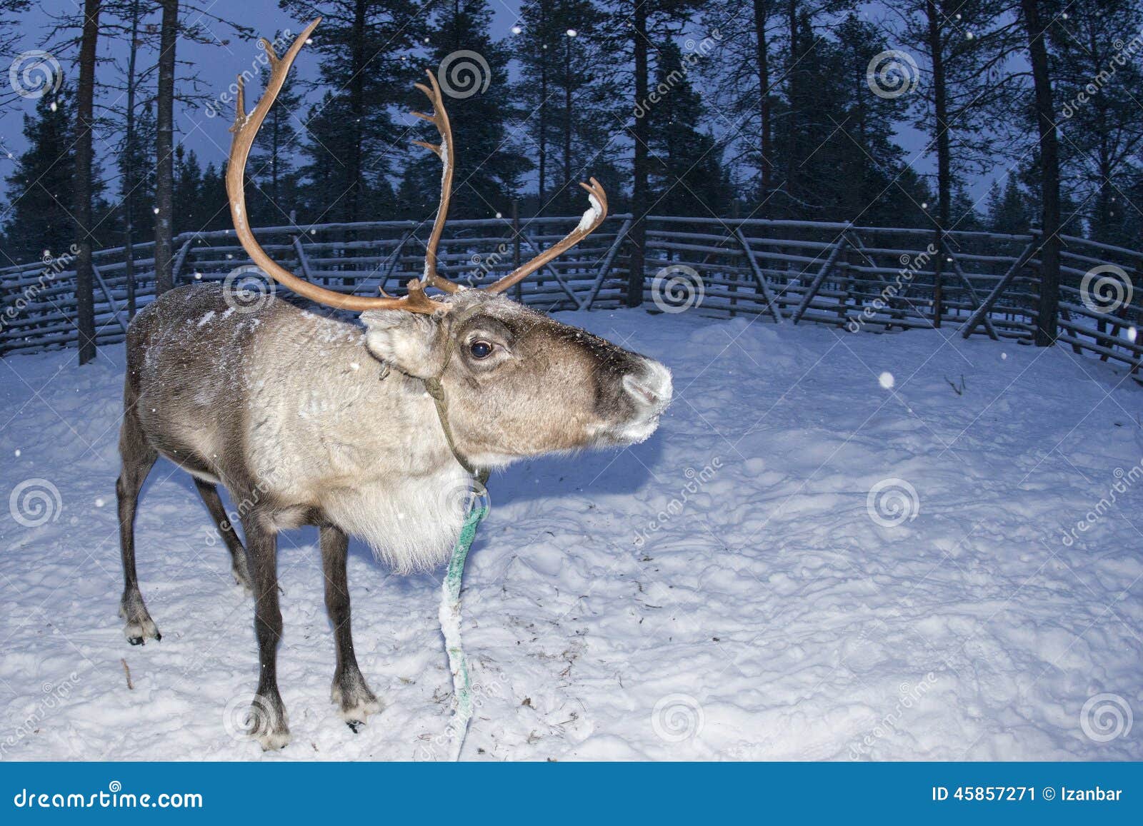 Reindeer Portrait in Winter Snow Time Stock Image - Image of snow, nose ...
