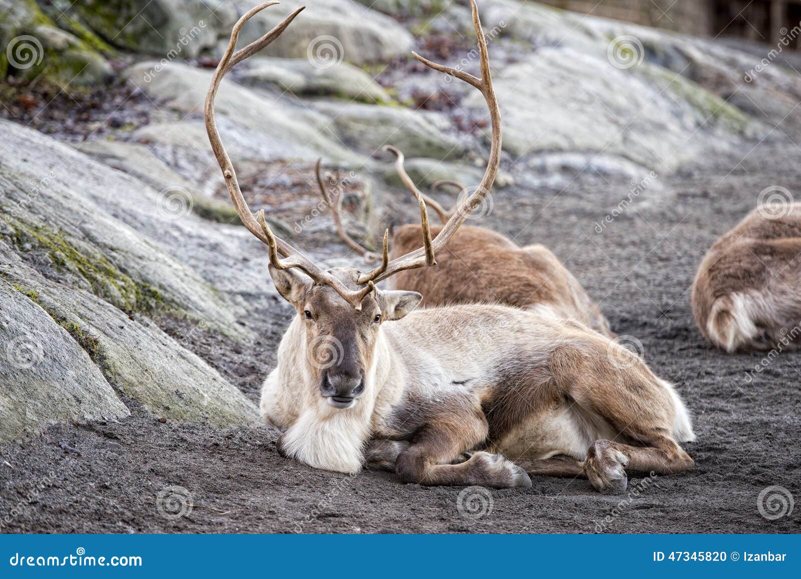 Reindeer Portrait in Winter Time Stock Photo - Image of tarandus, north ...