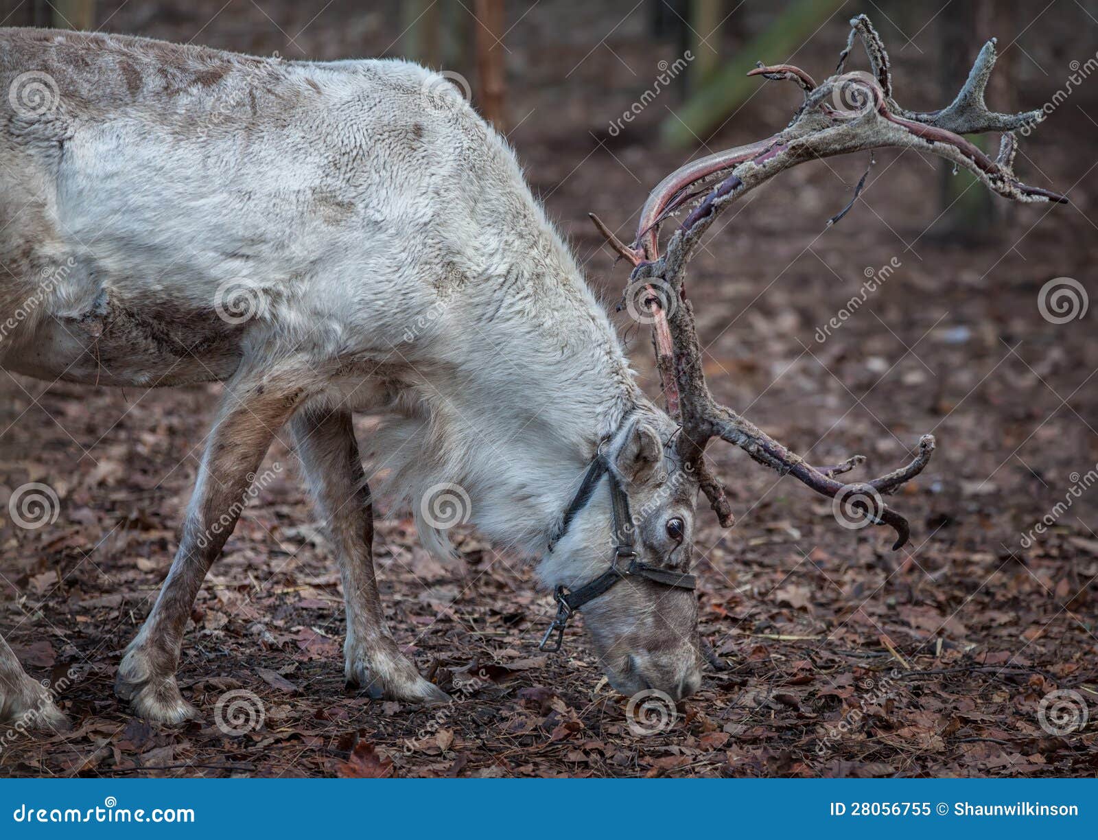 Reindeer profile stock image. Image of animal, symbol - 28056755