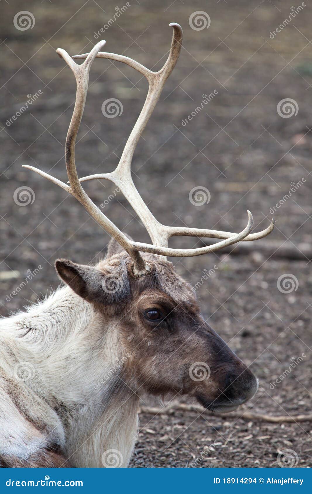 Reindeer Profile Showing Antlers Stock Photo - Image of tarandus ...