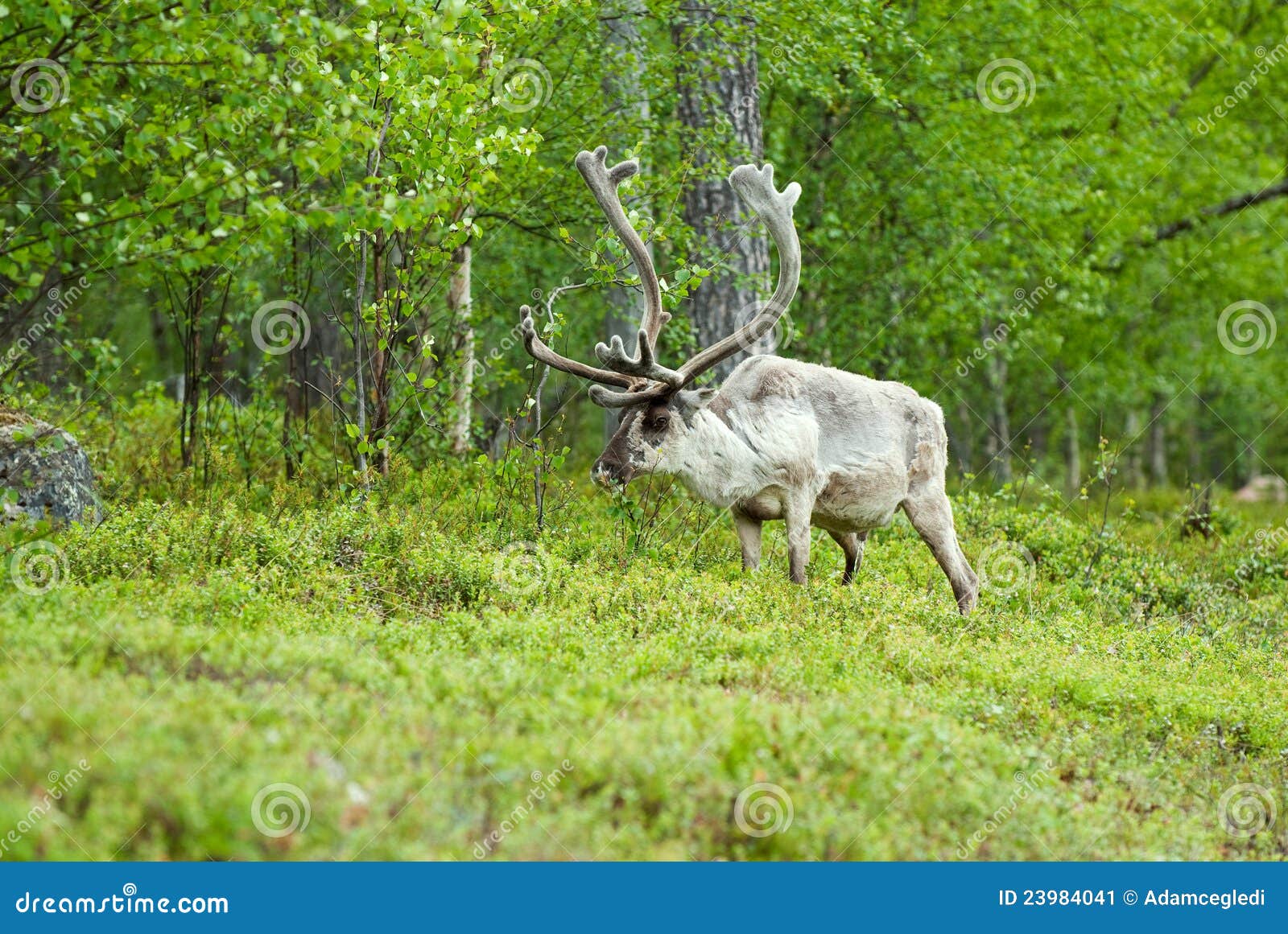 Reindeer (Rangifer Tarandus) Stock Image - Image of caribou, rangifer ...