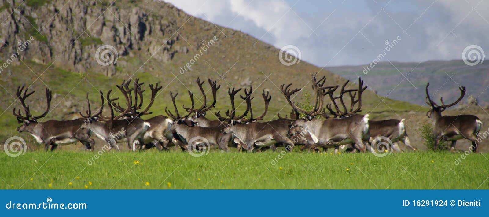Reindeer ( Rangifer Tarandus ) Herd in Iceland Stock Photo - Image of ...