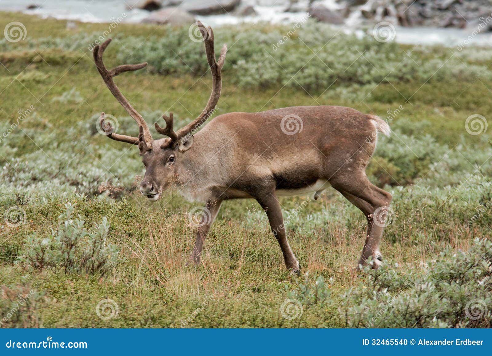 Reindeer stock photo. Image of mountain, sheep, game - 32465540