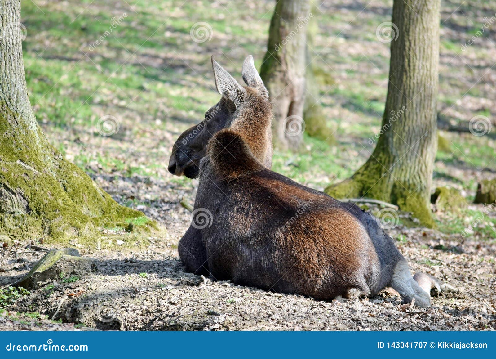 Reindeer Resting in Forest Rangifer Tarandus Fennicus Stock Image ...