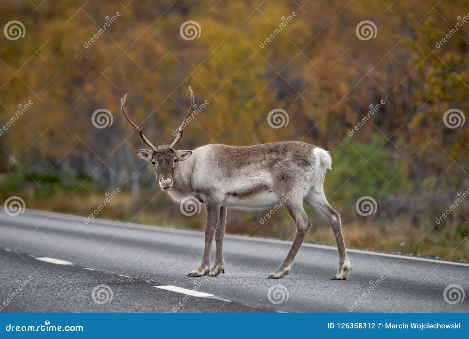 Reindeer on the road stock photo. Image of road, finnmark - 126358312