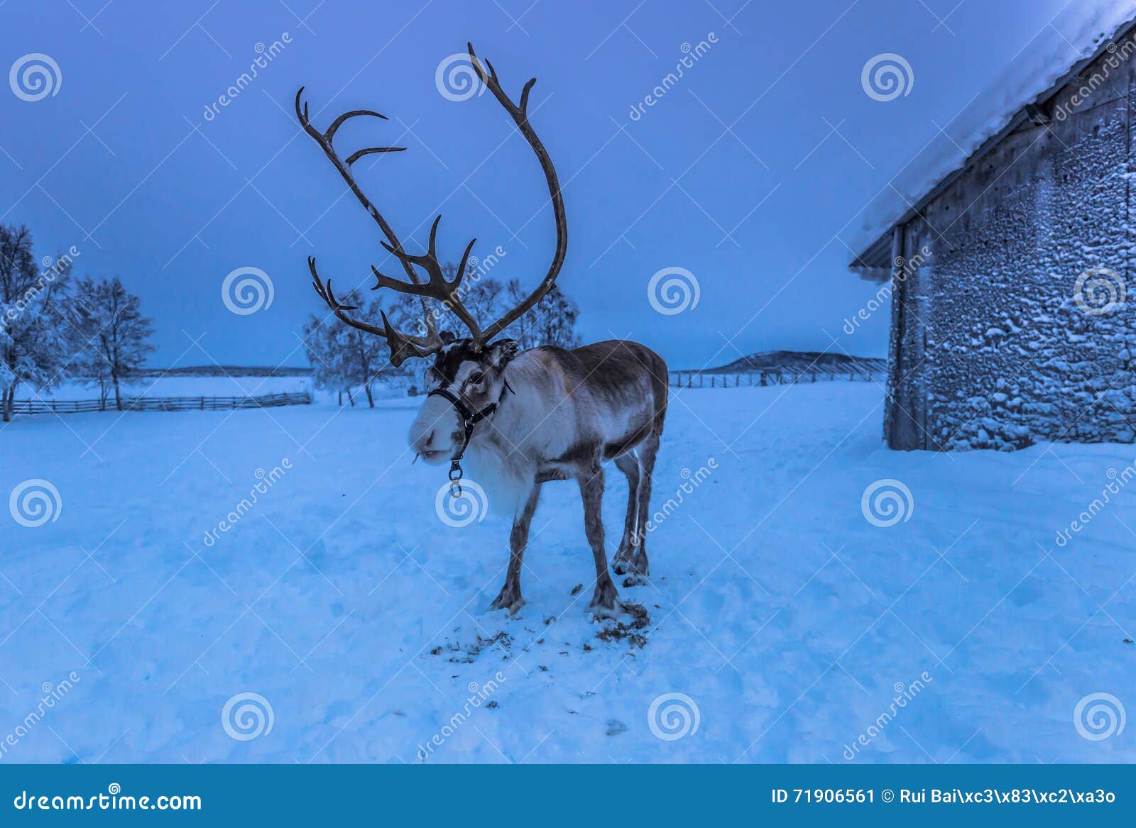 Reindeer in Sami Camp, Sweden Stock Image - Image of christmas, legacy ...