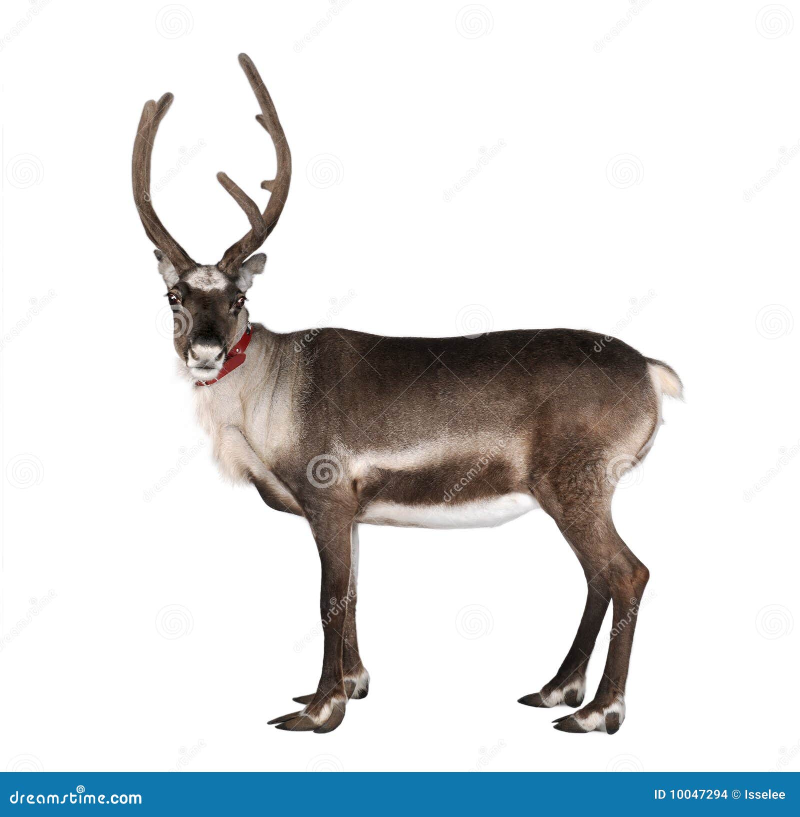 Reindeer, Side View, Looking at the Camera Stock Photo - Image of young ...