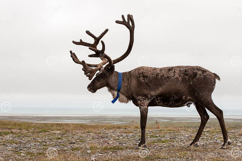 Reindeer stock image. Image of antler, outdoors, horizontal - 33867513