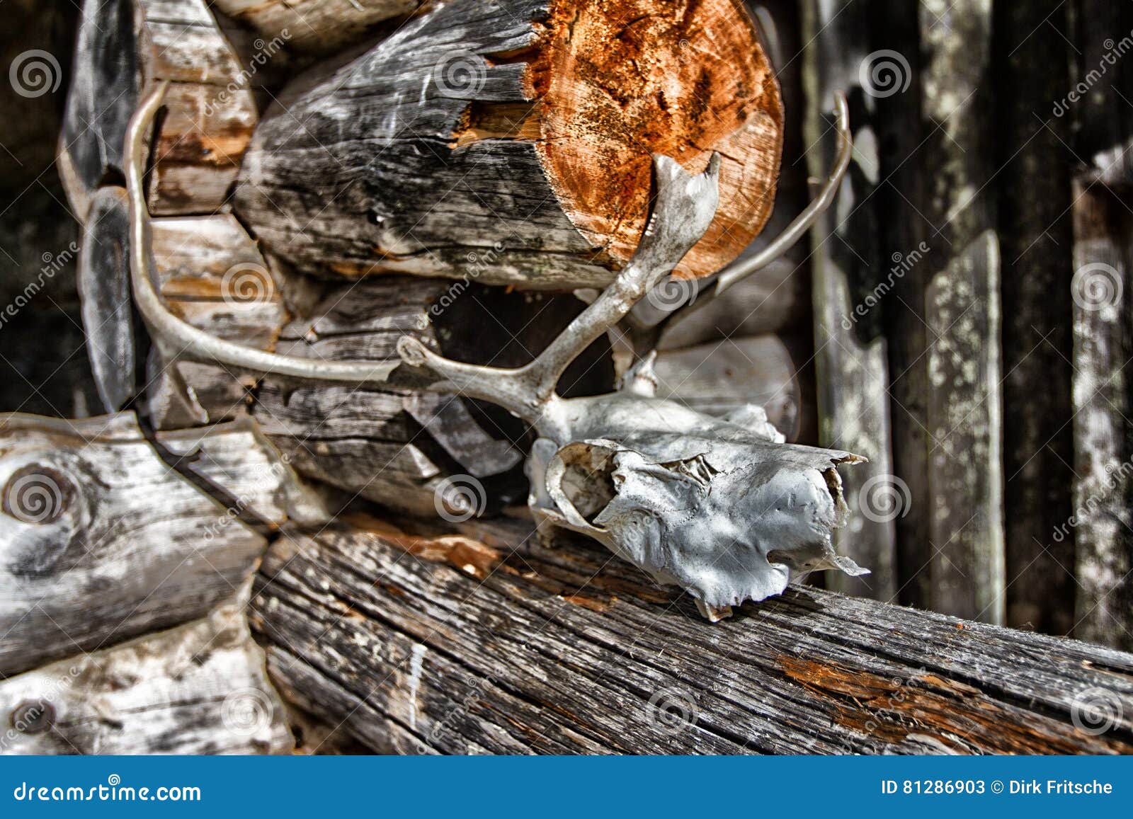 Reindeer skull stock image. Image of symbol, skull, decorative - 81286903