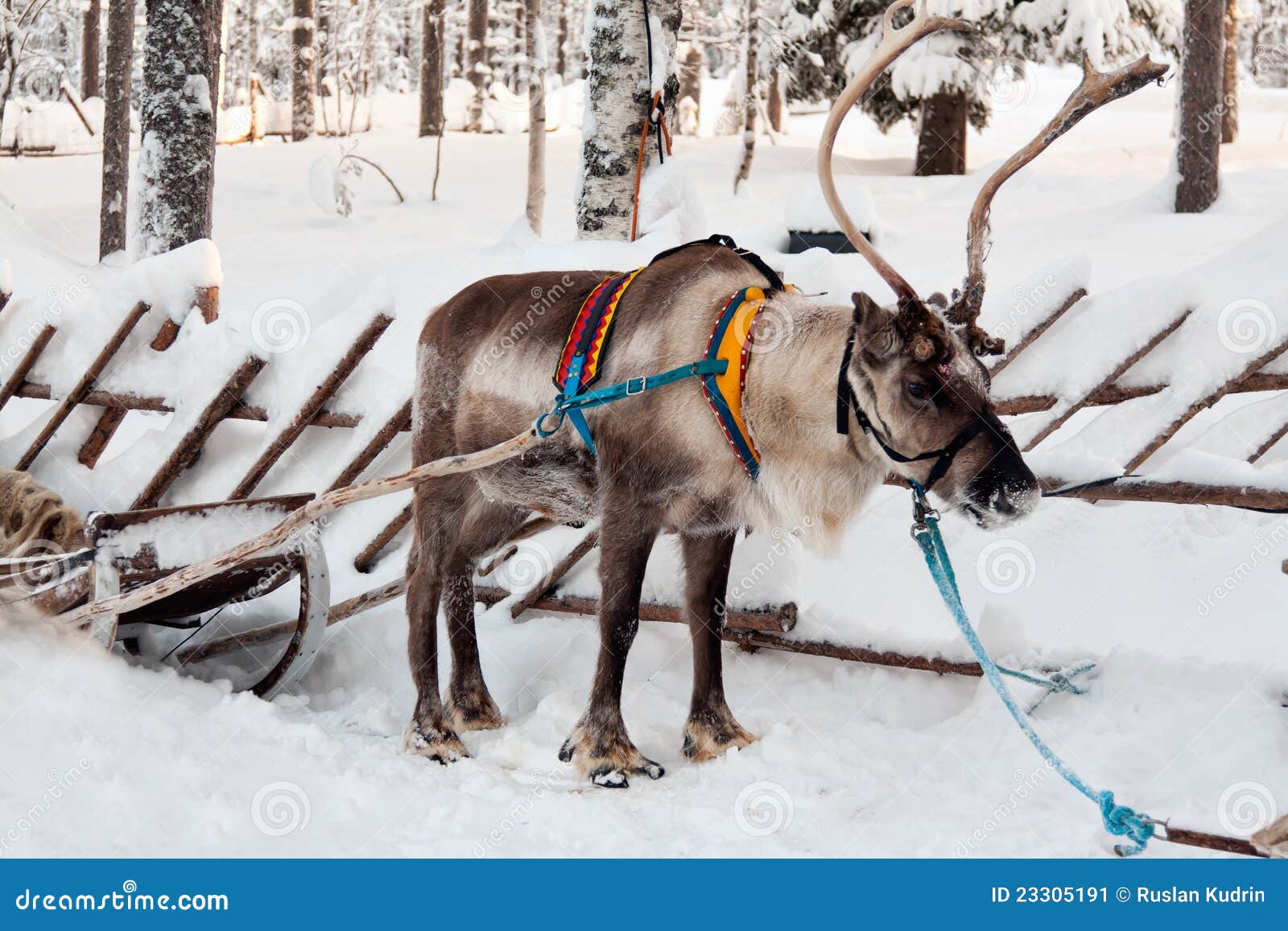 Reindeer Harness Stock Images - Download 694 Royalty Free Photos - Page 2