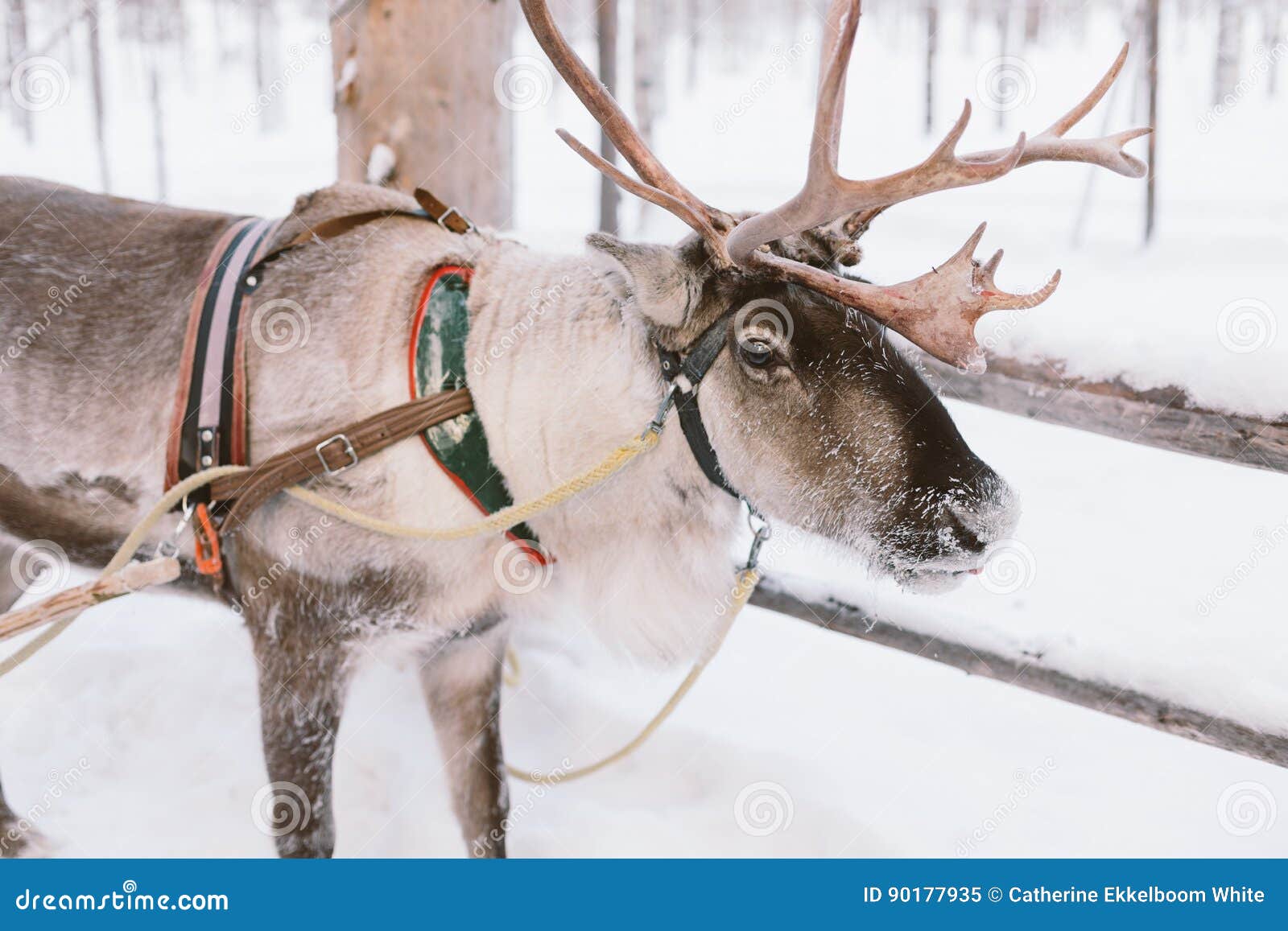 Reindeer Sleigh Ride in Lapland Stock Image - Image of borealis ...