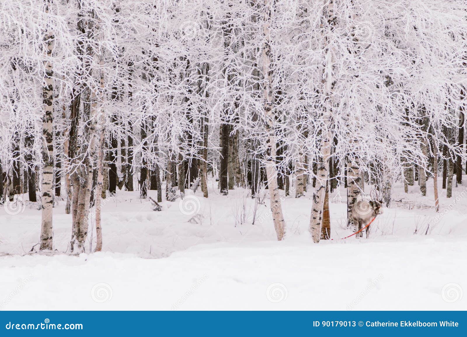 Reindeer Sleigh Ride in Lapland Stock Image - Image of lapland, forests ...