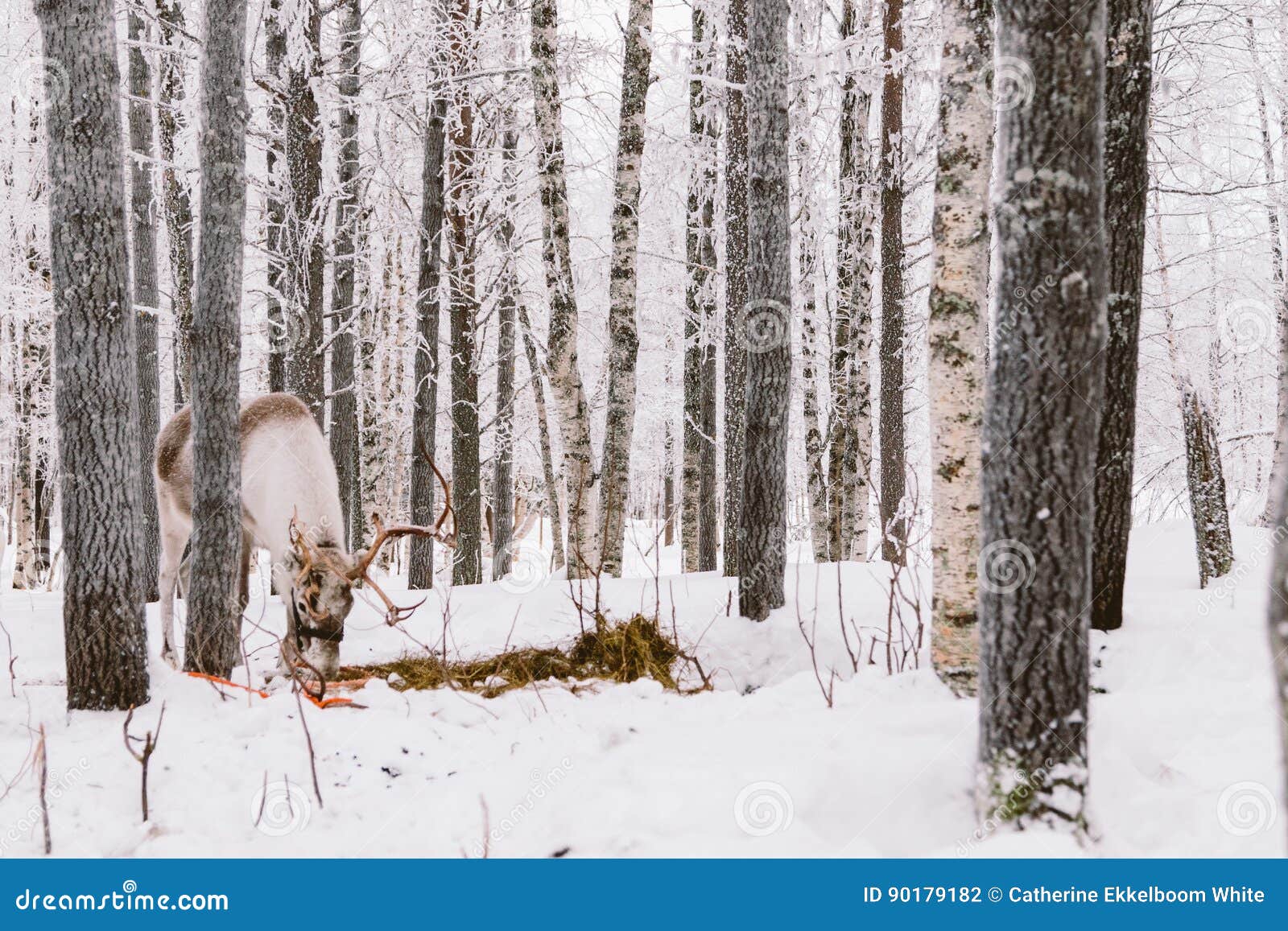 Reindeer Sleigh Ride in Lapland Stock Photo - Image of arctic ...