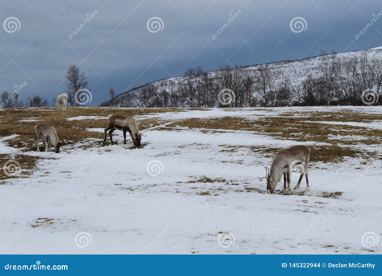 Reindeer stock photo. Image of animal, grazing, nature - 145322944