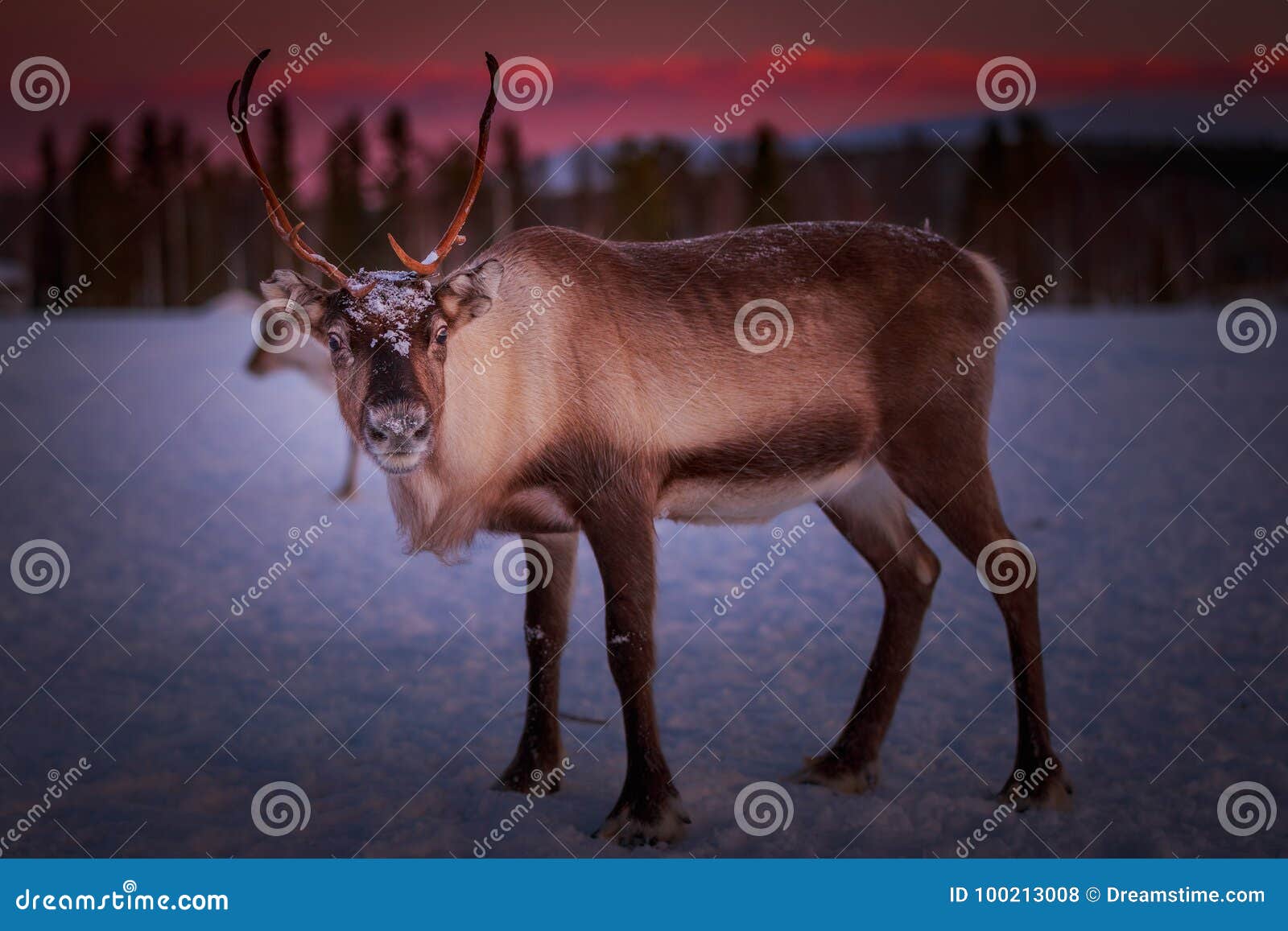 Reindeer on Snow and Red Looking into Camera with Gazing Eyes Stock ...
