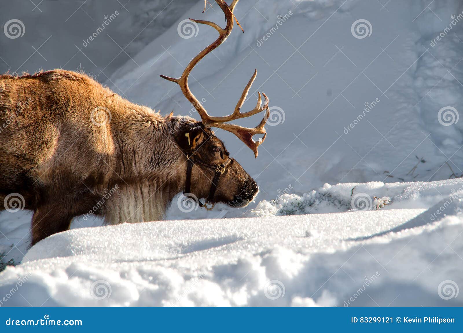 Reindeer in the snow stock image. Image of pole, north - 83299121