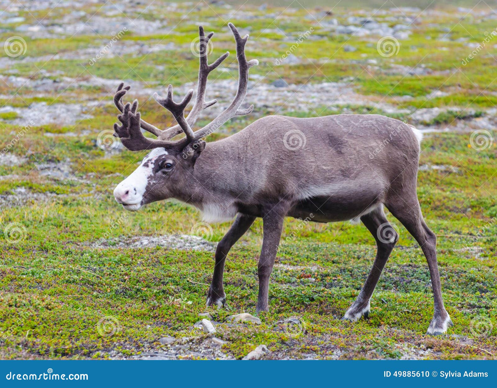 Reindeer stock photo. Image of grass, north, nature, brown - 49885610