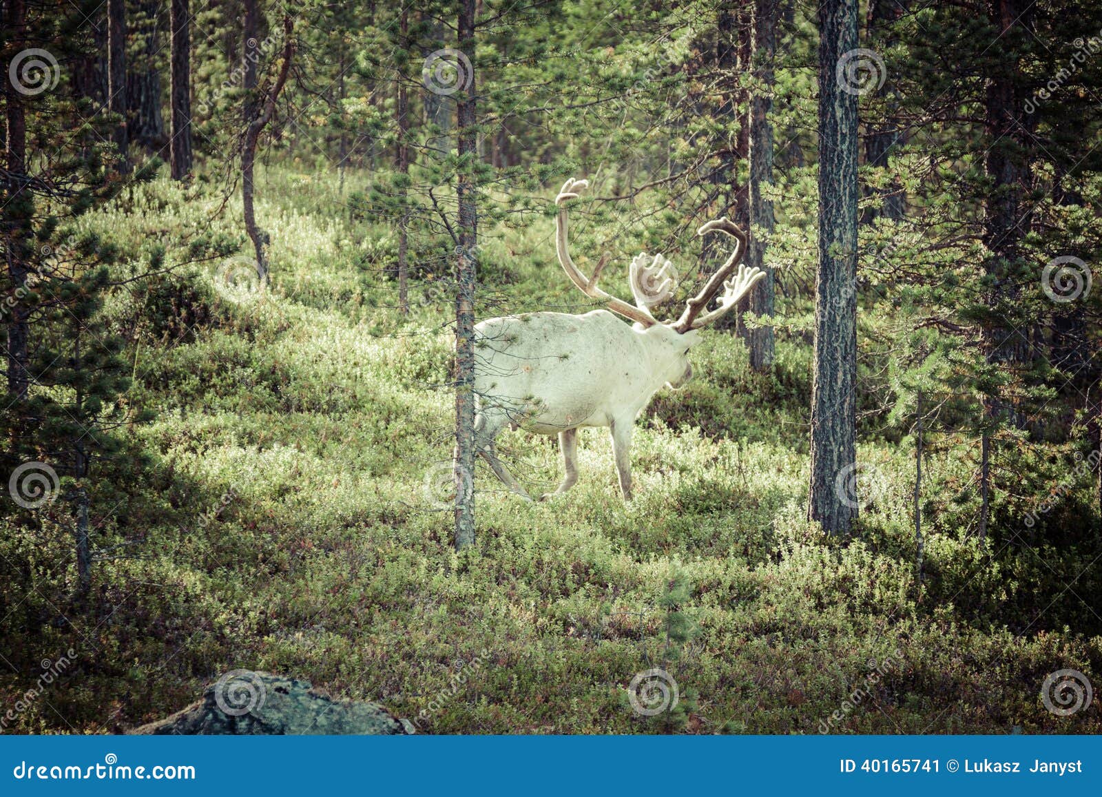 Reindeer Stag with Exceptionally Long Antlers Stock Image - Image of ...