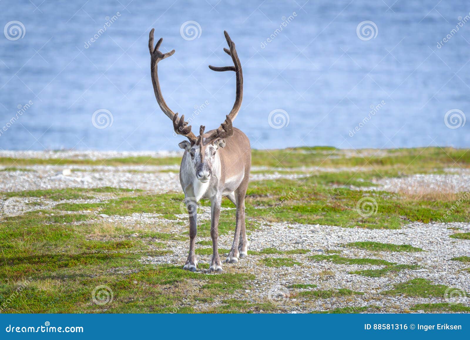 Reindeer in Summer in Arctic Norway Stock Photo - Image of animal ...