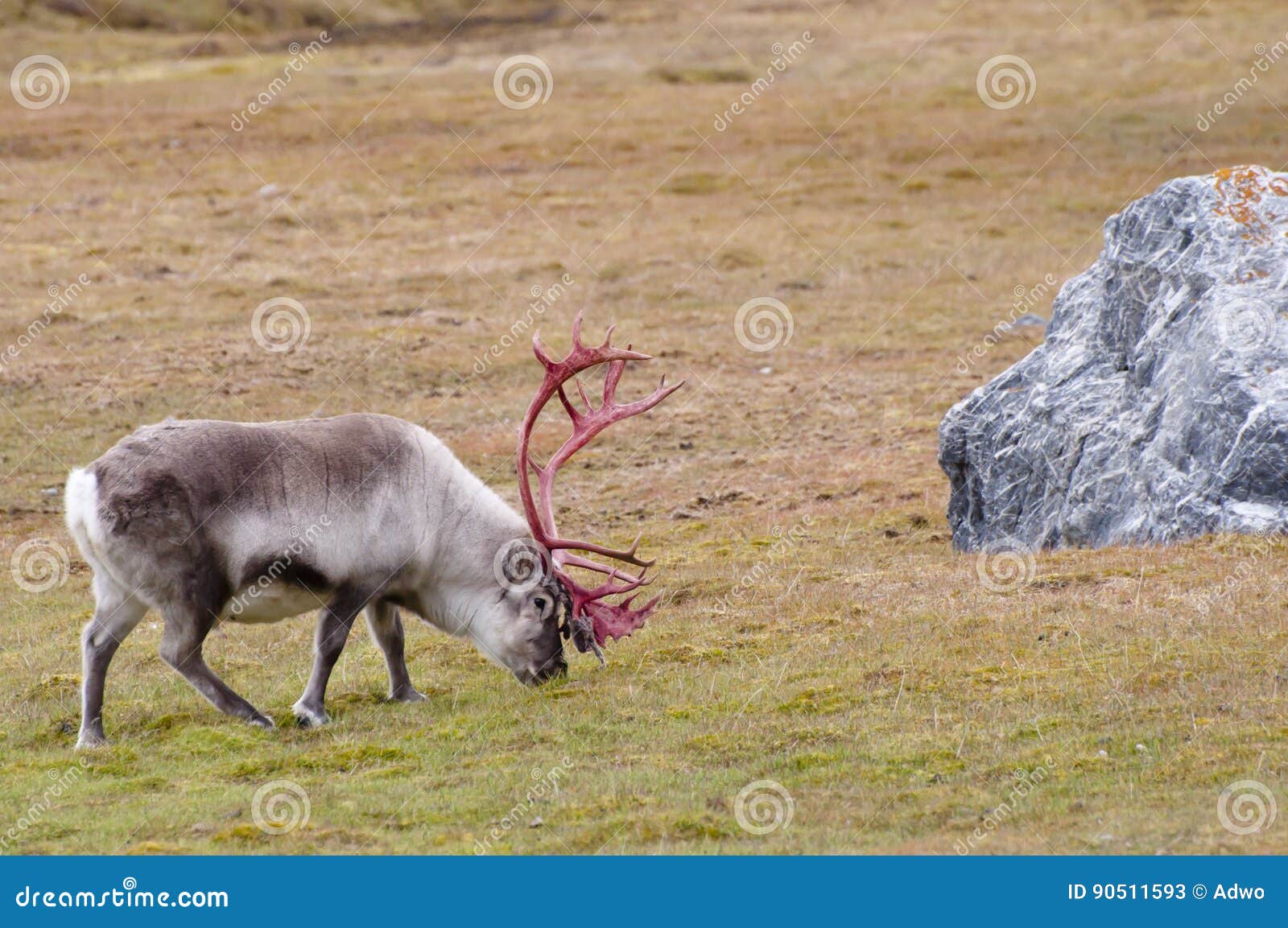 Reindeer - Svalbard - Norway Stock Image - Image of antlers, animal ...