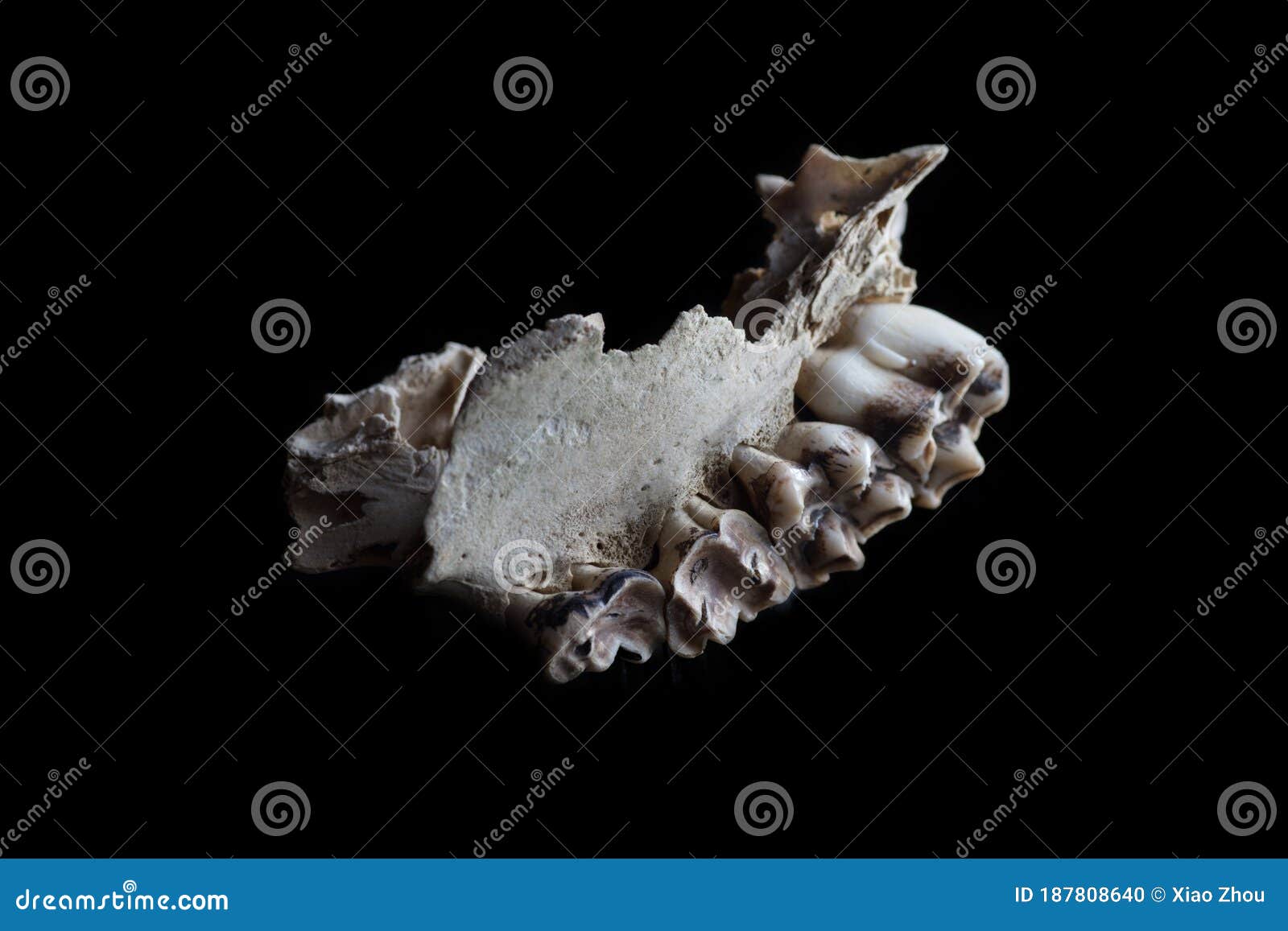 Reindeer tooth stock photo. Image of clear, crystal - 187808640