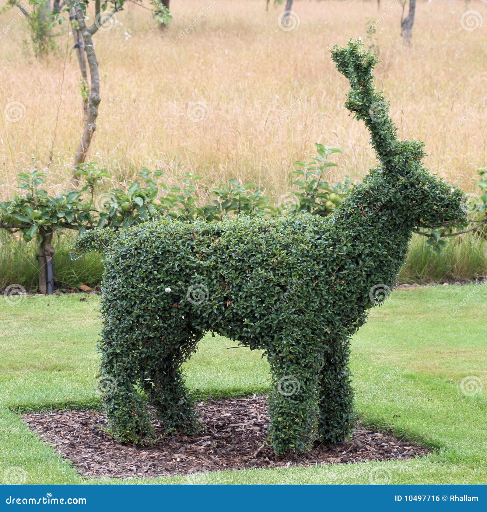 Reindeer topiary stock photo. Image of hedge, wall, lawn - 10497716