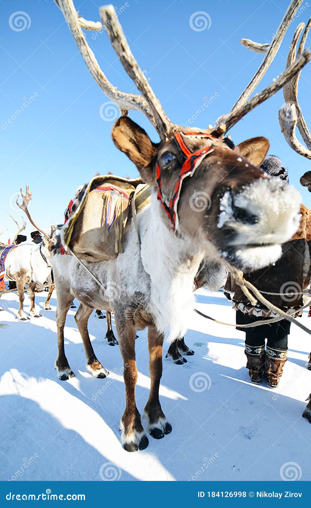 Reindeer in Traditional Ornamented Sled. Stock Photo - Image of eskimo ...