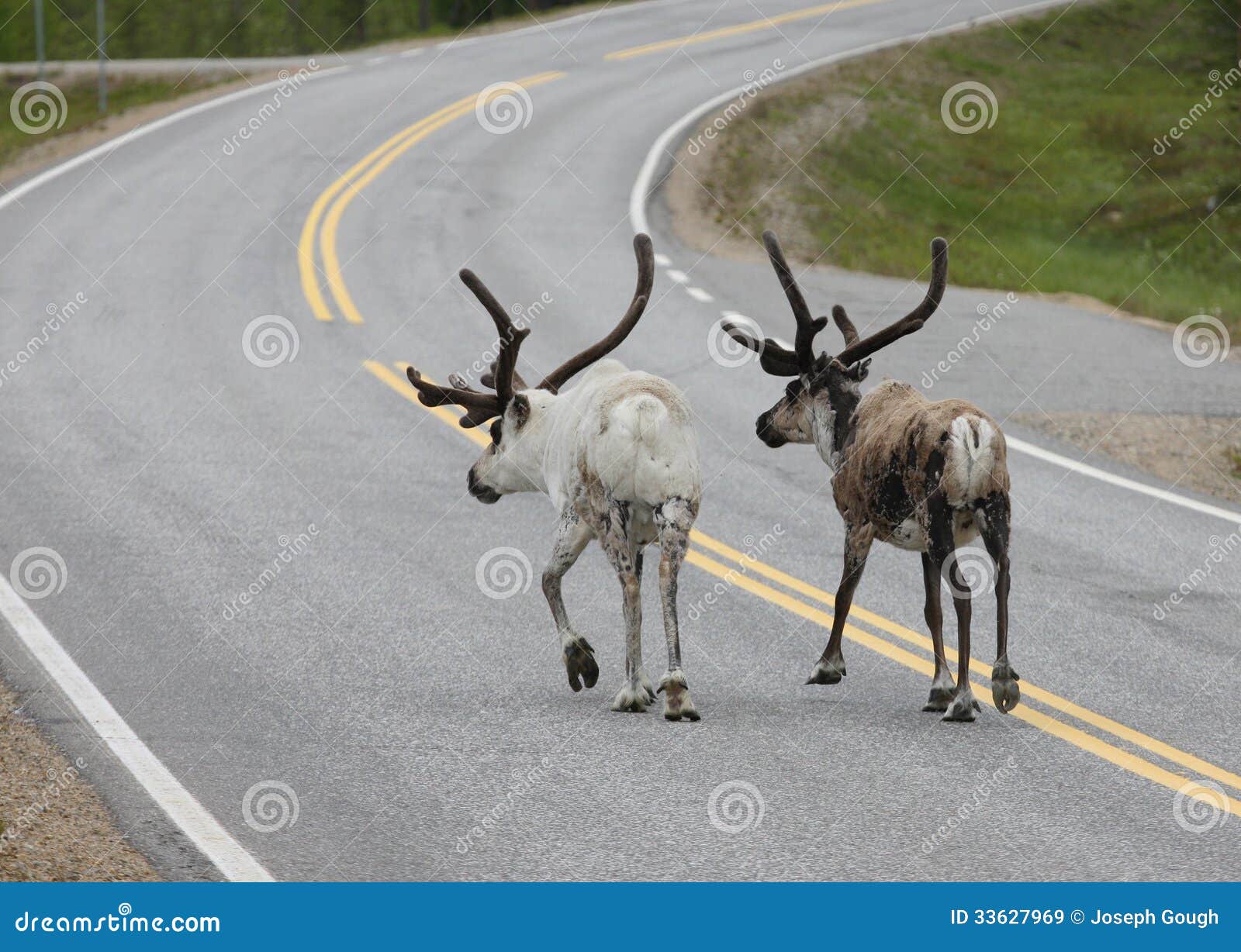 Reindeer Walking in Road stock image. Image of outdoors - 33627969