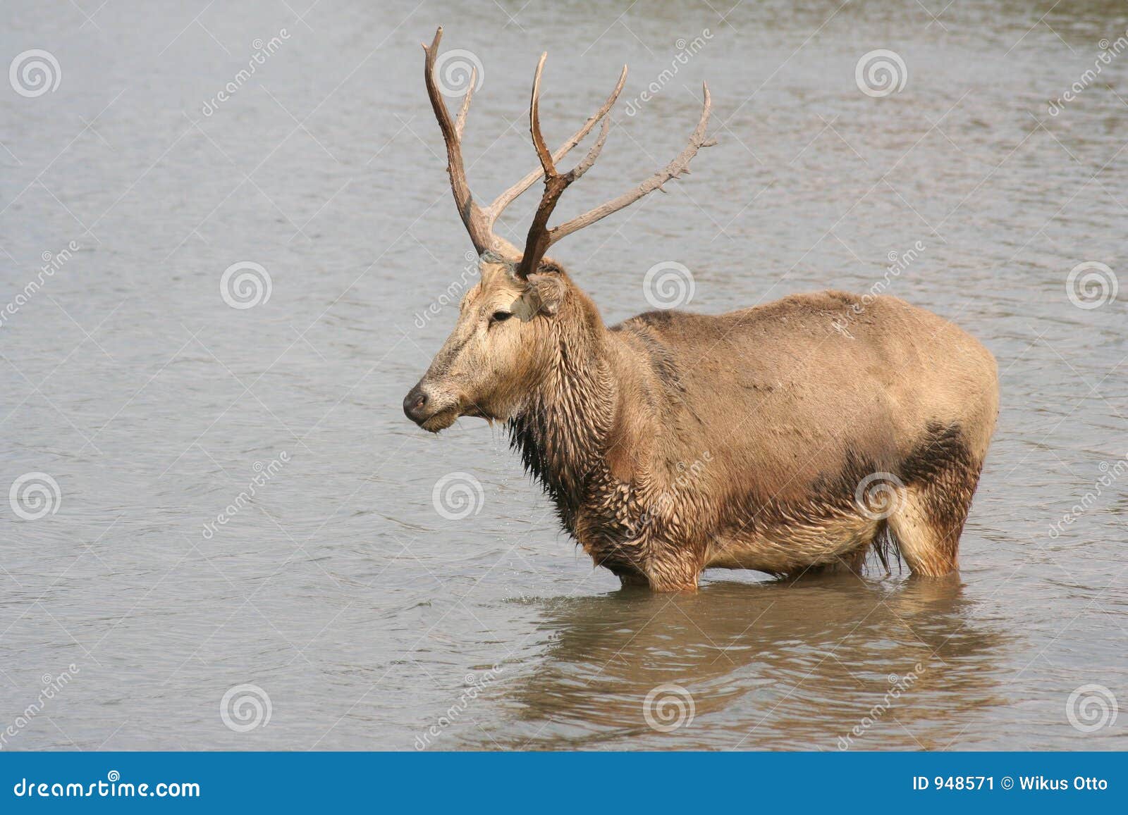 Reindeer In The Water Picture. Image: 948571