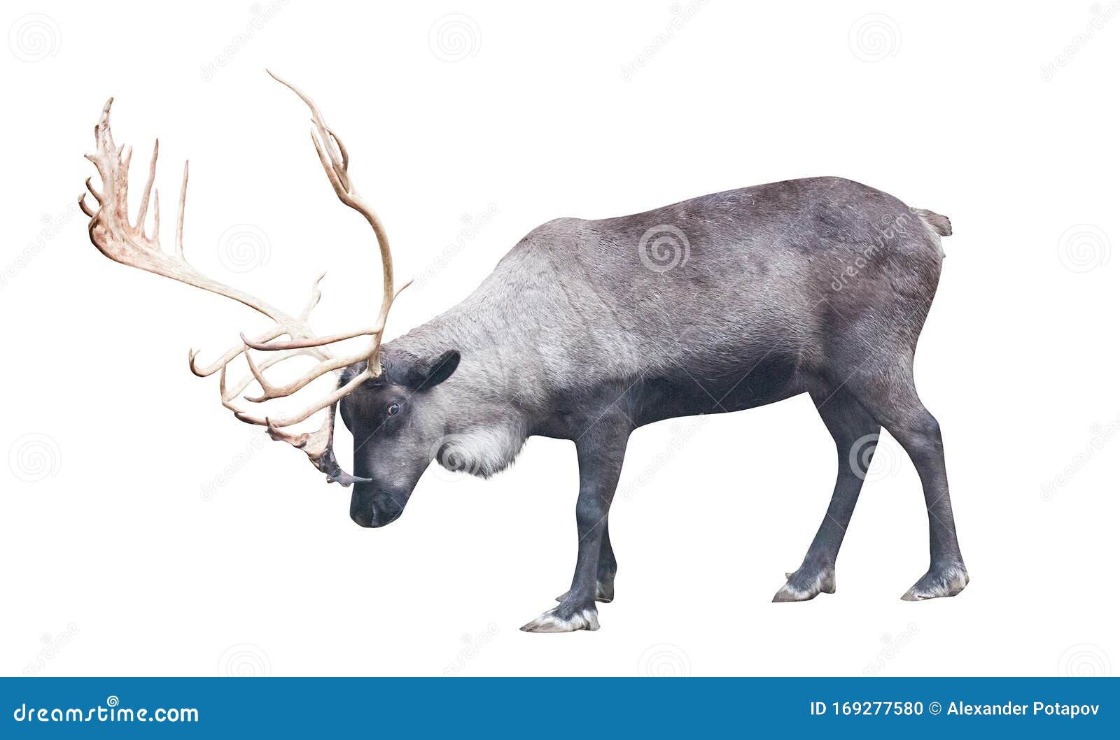 Reindeer on White Background Stock Photo - Image of mammal, caribou ...