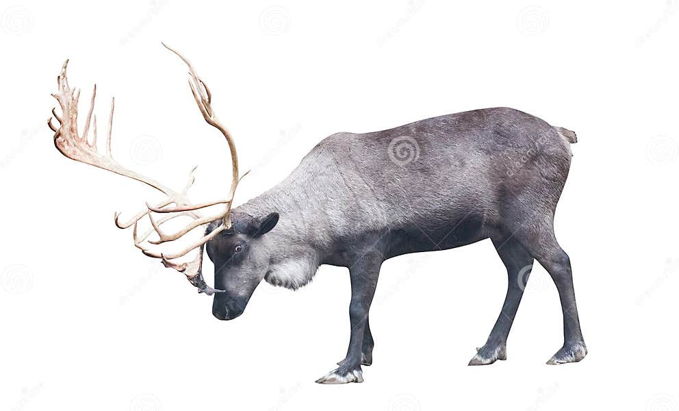 Reindeer on White Background Stock Photo - Image of mammal, caribou ...