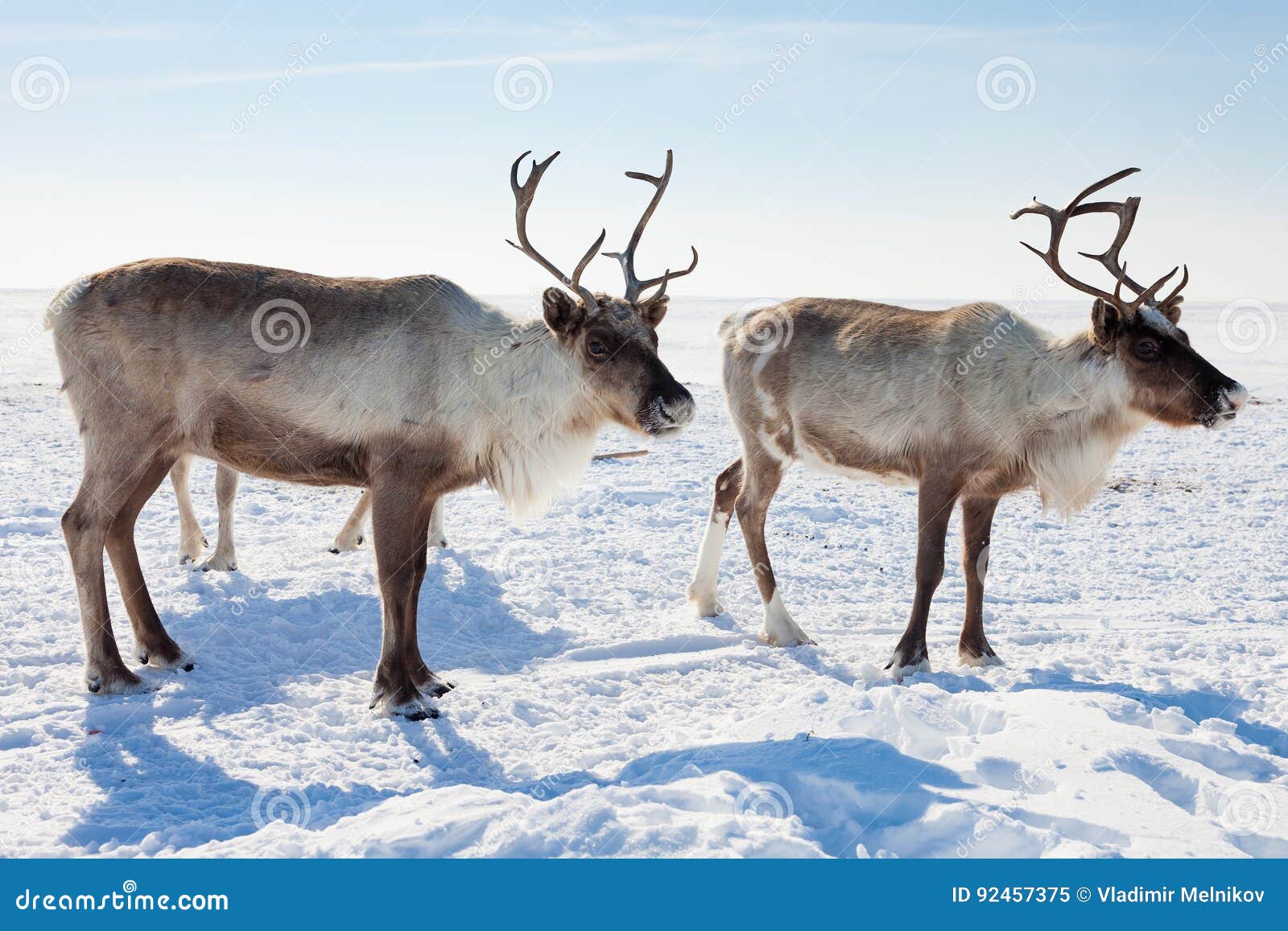 Reindeer in winter tundra stock image. Image of brown - 92457375