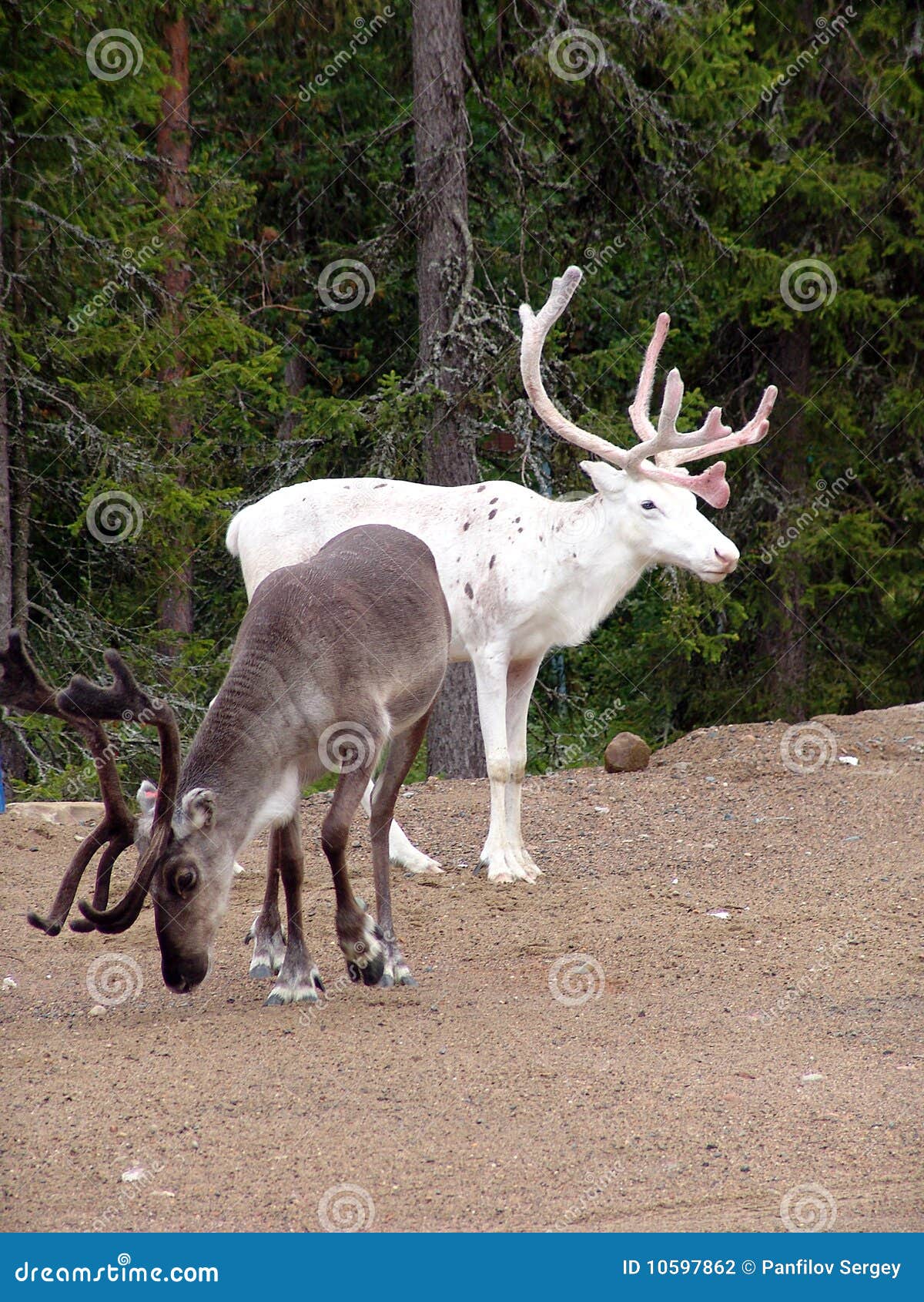 Reindeers stock photo. Image of lapland, summer, polar - 10597862