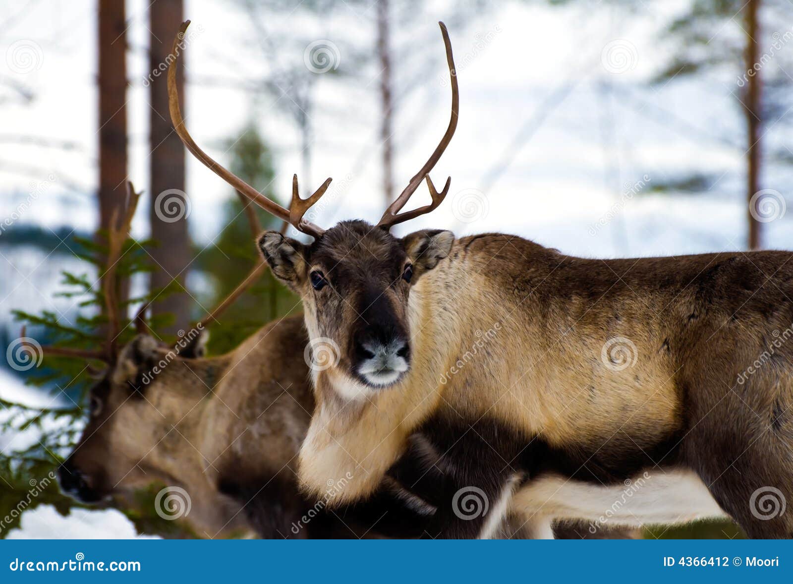 Reindeers stock photo. Image of cold, christmas, horn - 4366412