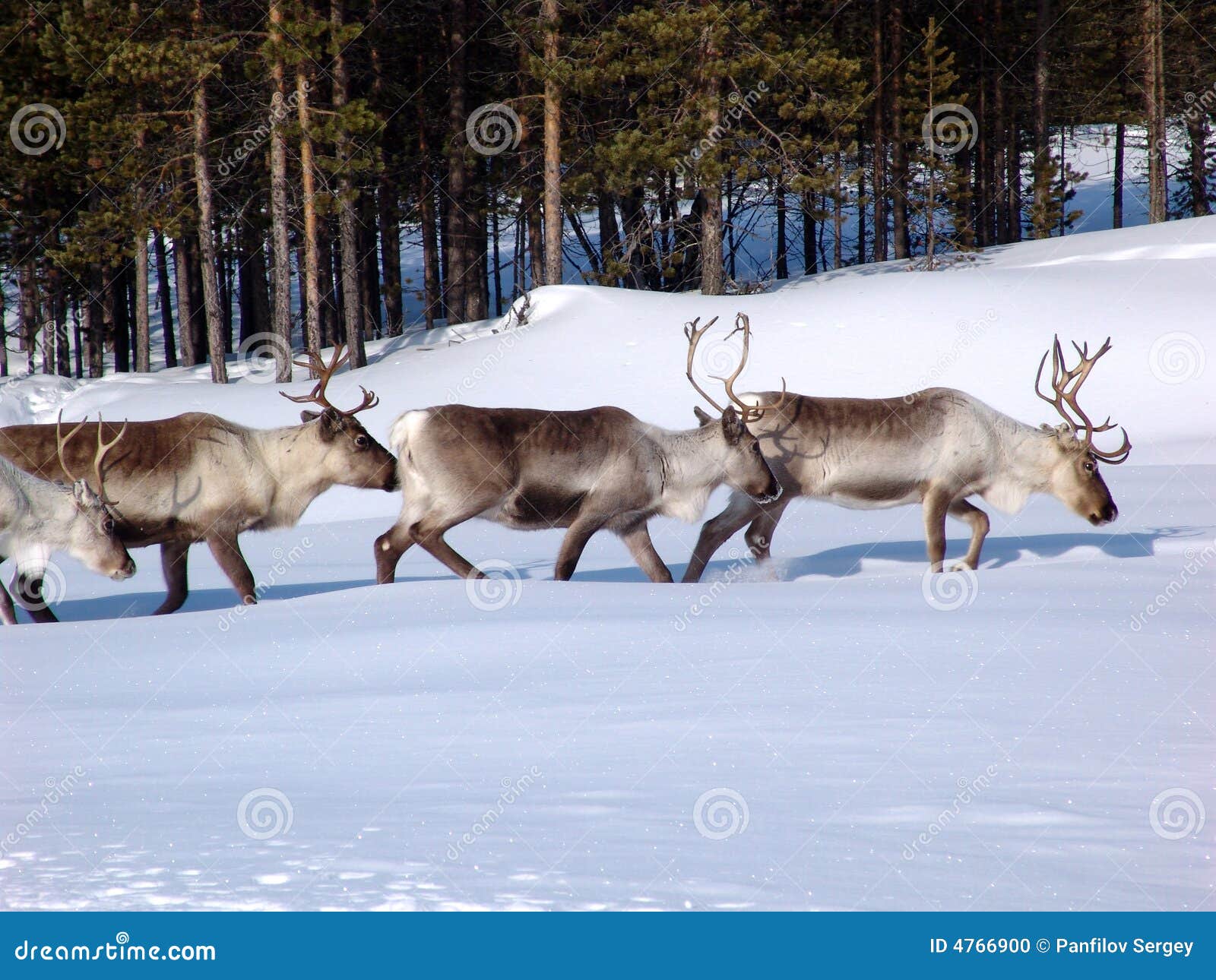 Reindeers stock photo. Image of forest, wood, season, cold - 4766900