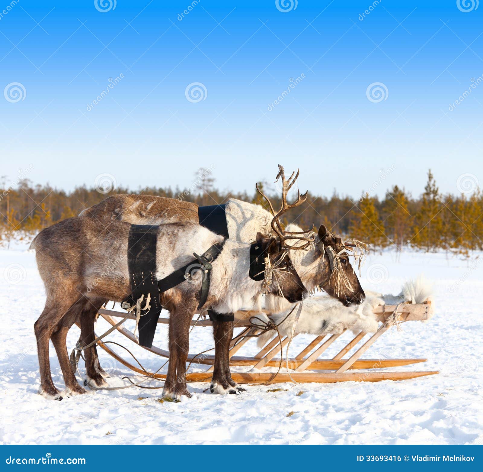 Reindeers in harness stock photo. Image of snout, nordic - 33693416