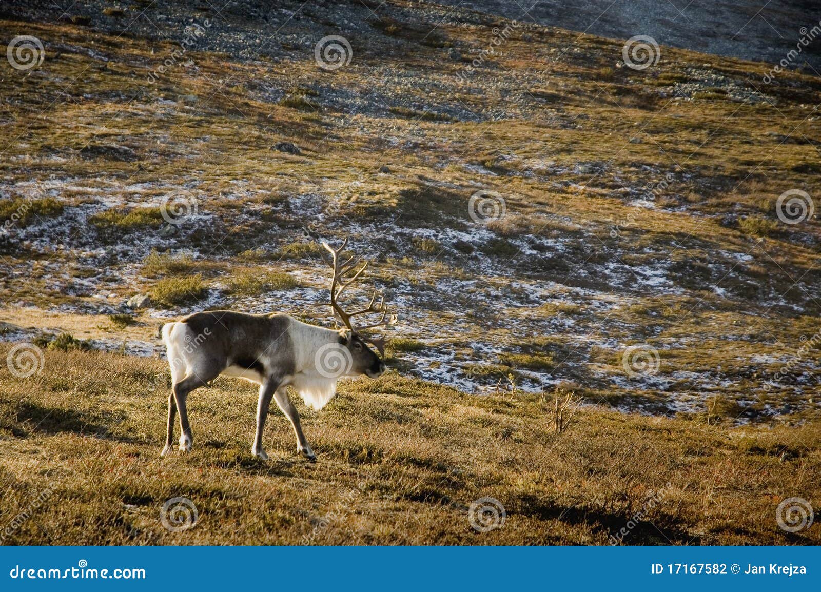 Reindeers from lapland stock photo. Image of lapland - 17167582