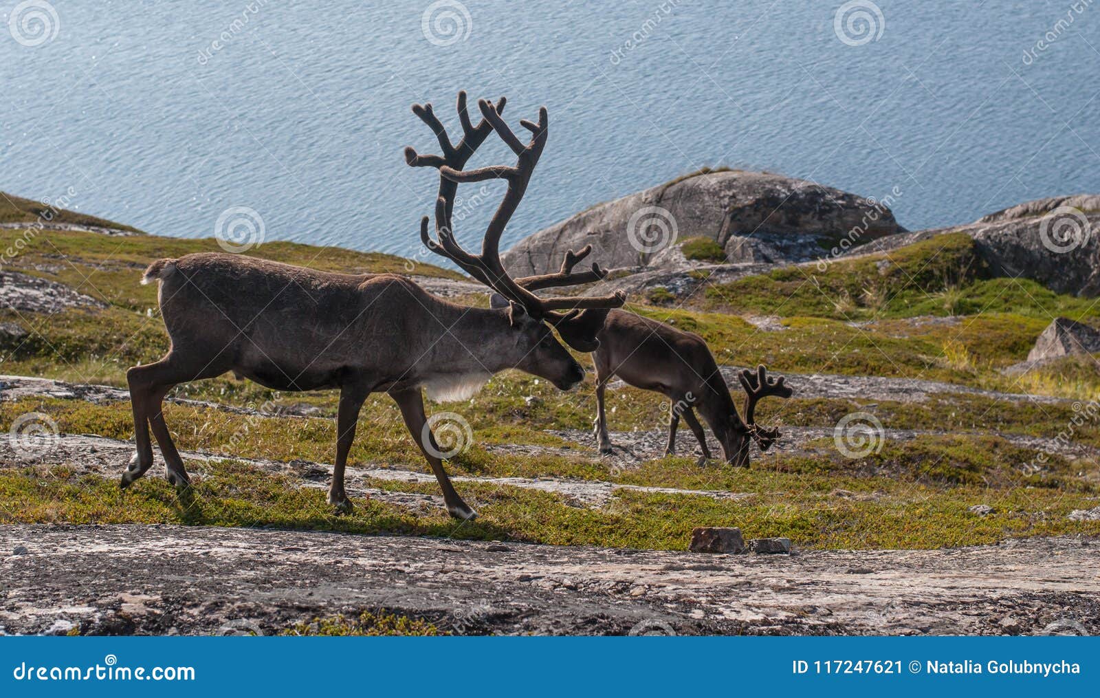 Reindeers on the seashore stock image. Image of coast - 117247621